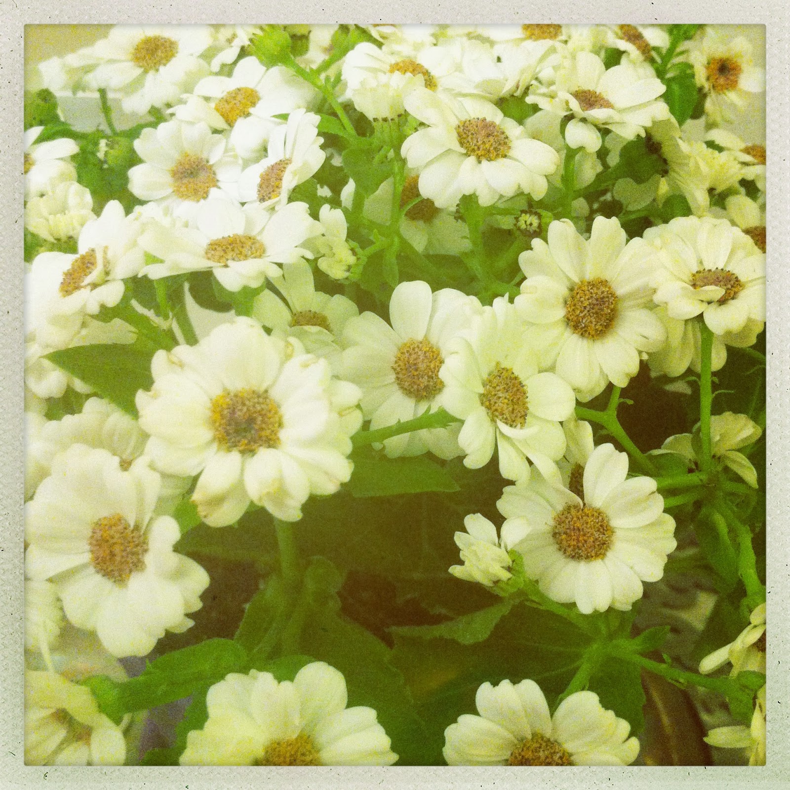 päivityksiä: Sineraaria